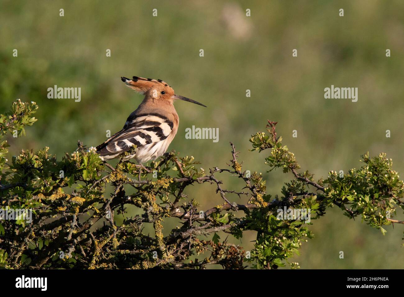Eurasian hoopoe (Upupa epops Stock Photo - Alamy