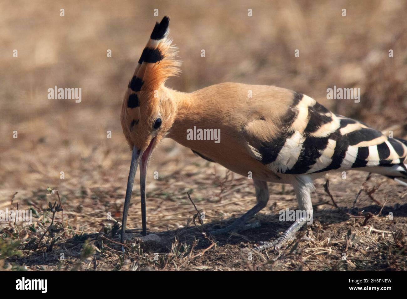 Eurasian hoopoe (Upupa epops Stock Photo - Alamy