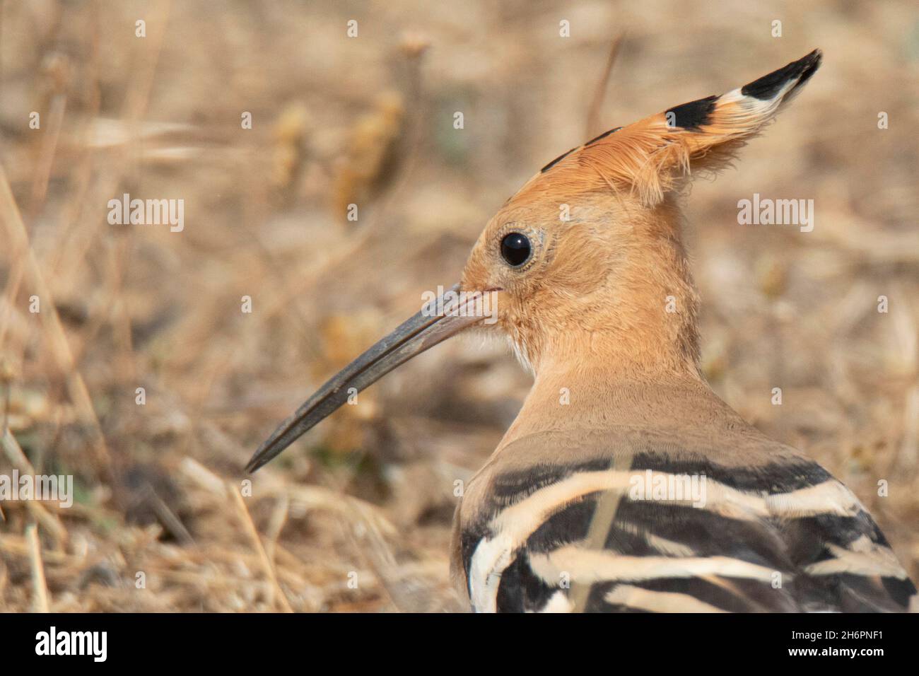 Eurasian hoopoe (Upupa epops Stock Photo - Alamy