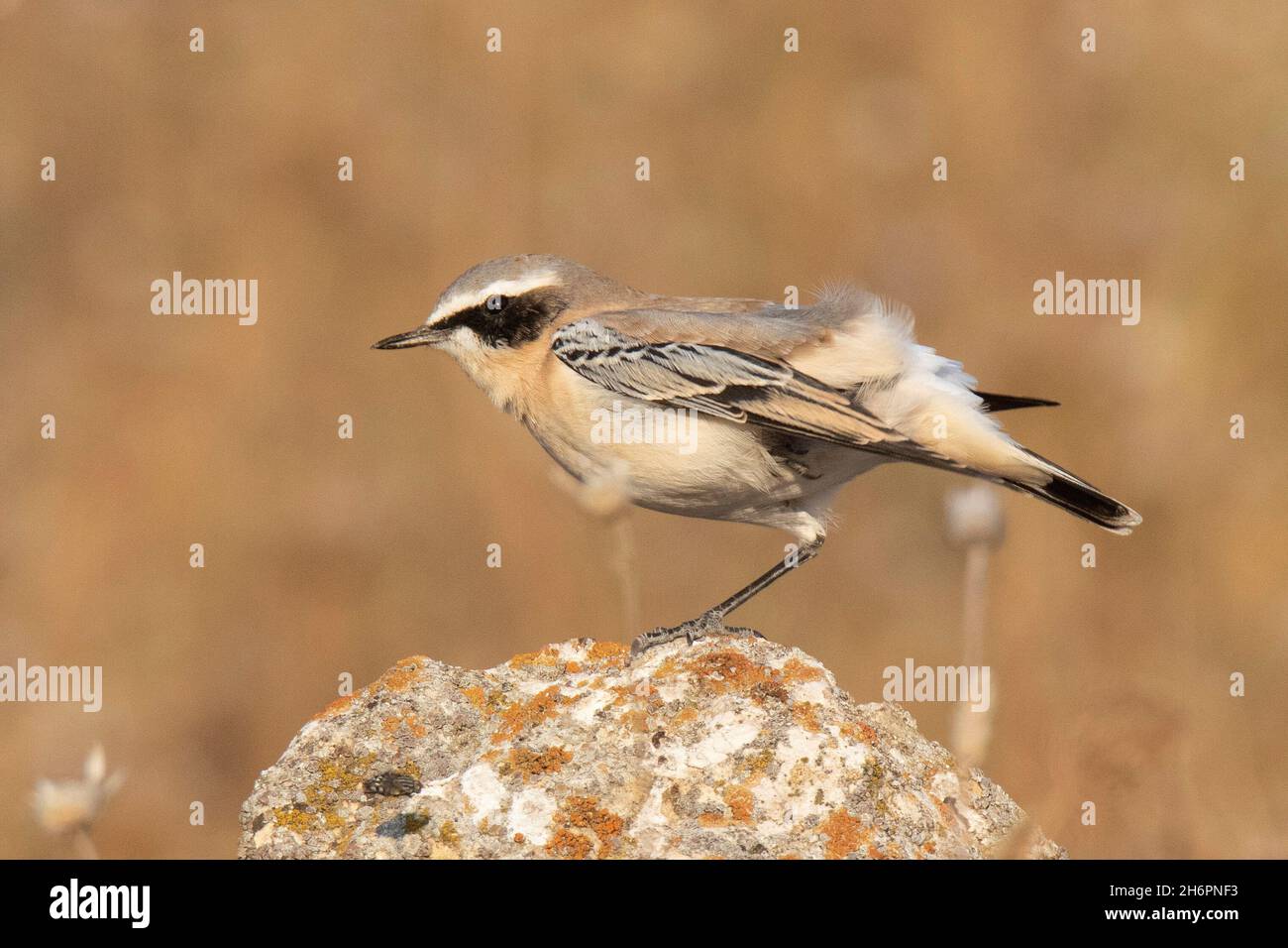 White rump wheatear hi-res stock photography and images - Alamy