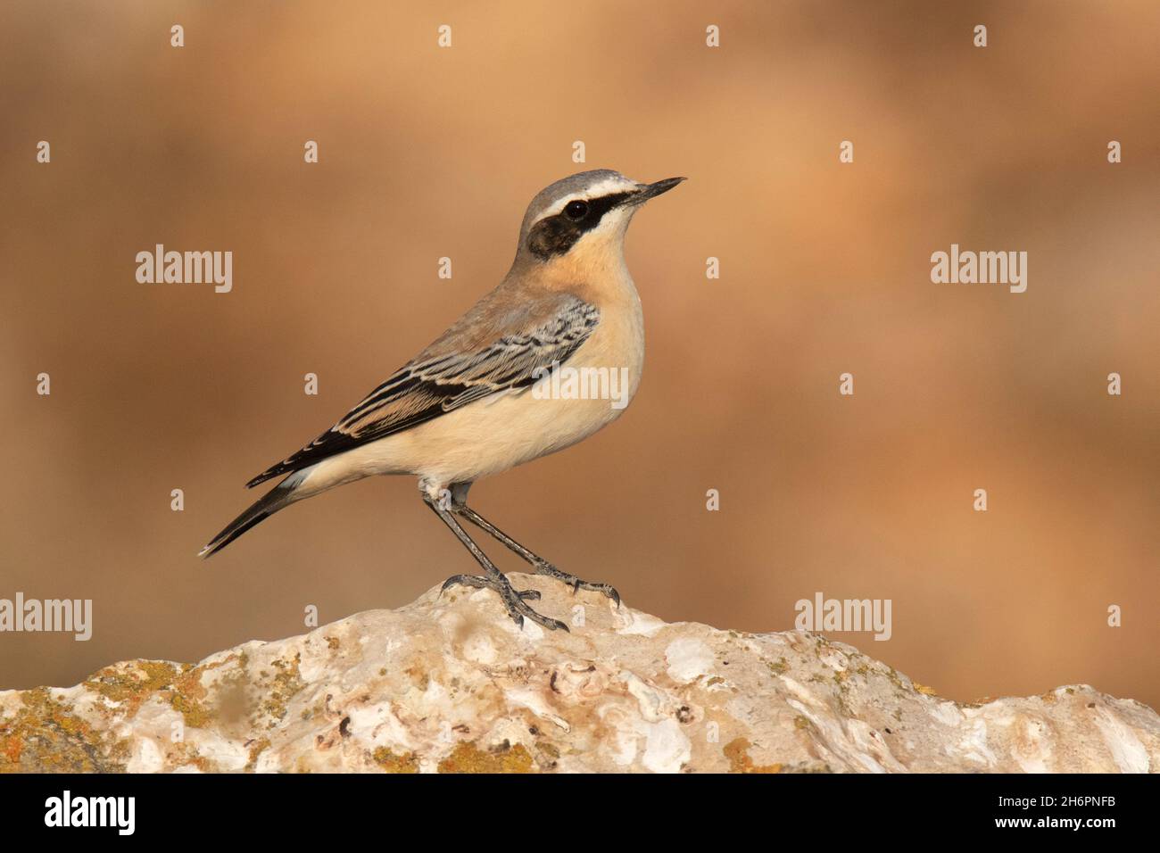 White rump wheatear hi-res stock photography and images - Alamy