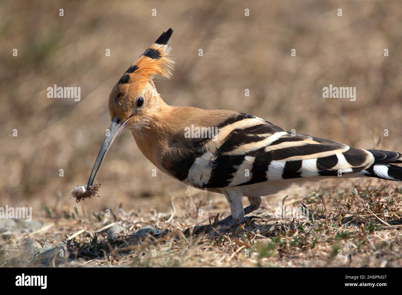 Eurasian hoopoe (Upupa epops Stock Photo - Alamy
