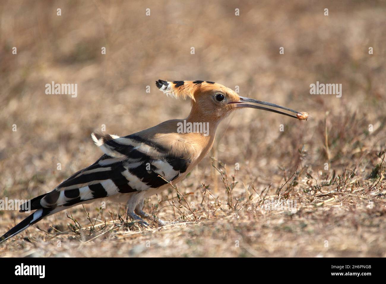 Eurasian hoopoe (Upupa epops Stock Photo - Alamy