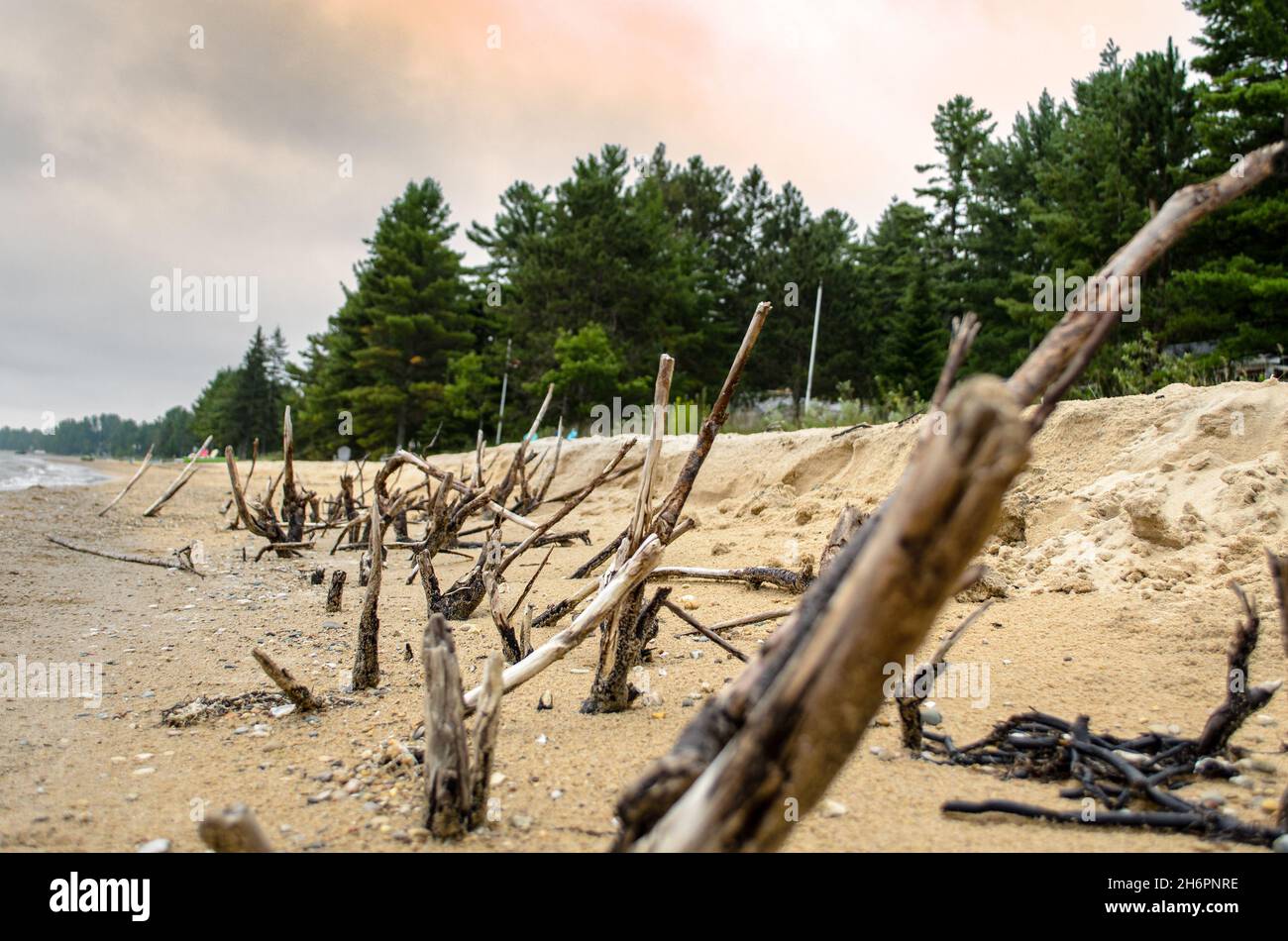 Remnants of trees on a gloomy day with dense trees background on the ...
