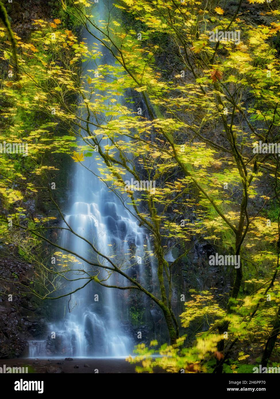 Double Falls and fall color. Silver Falls State Park, Oregon Stock ...