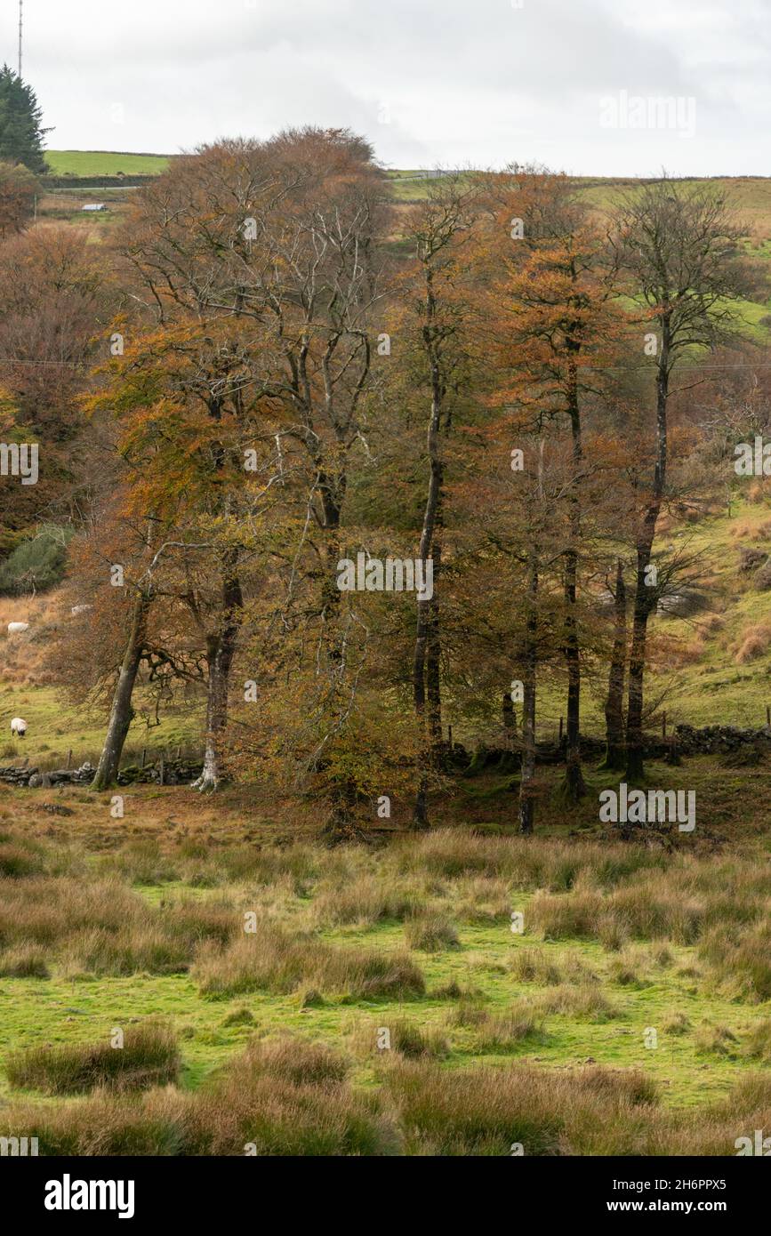 Woodland on Dartmoor Devon england uk autumn fall Stock Photo - Alamy