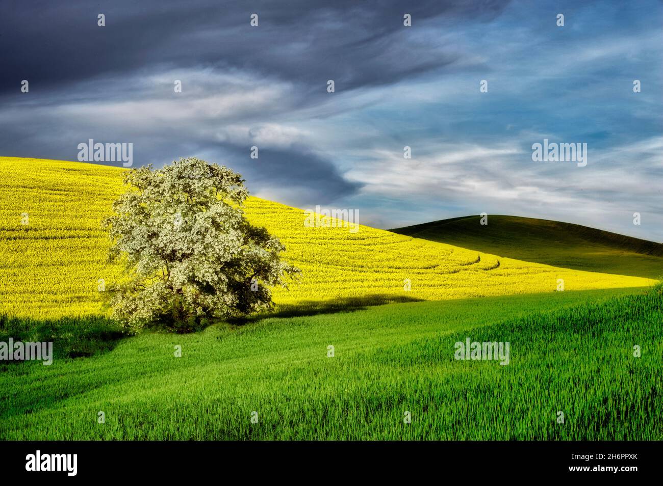 Field of canola and blooming tree. The Palouse near Colfax, Washington ...