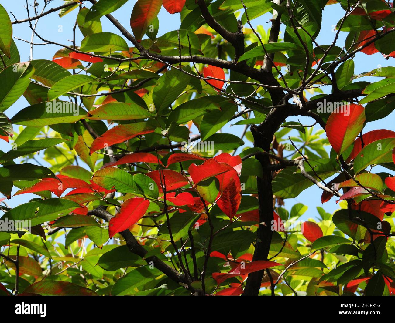 Maple leaves in autumn Stock Photo - Alamy