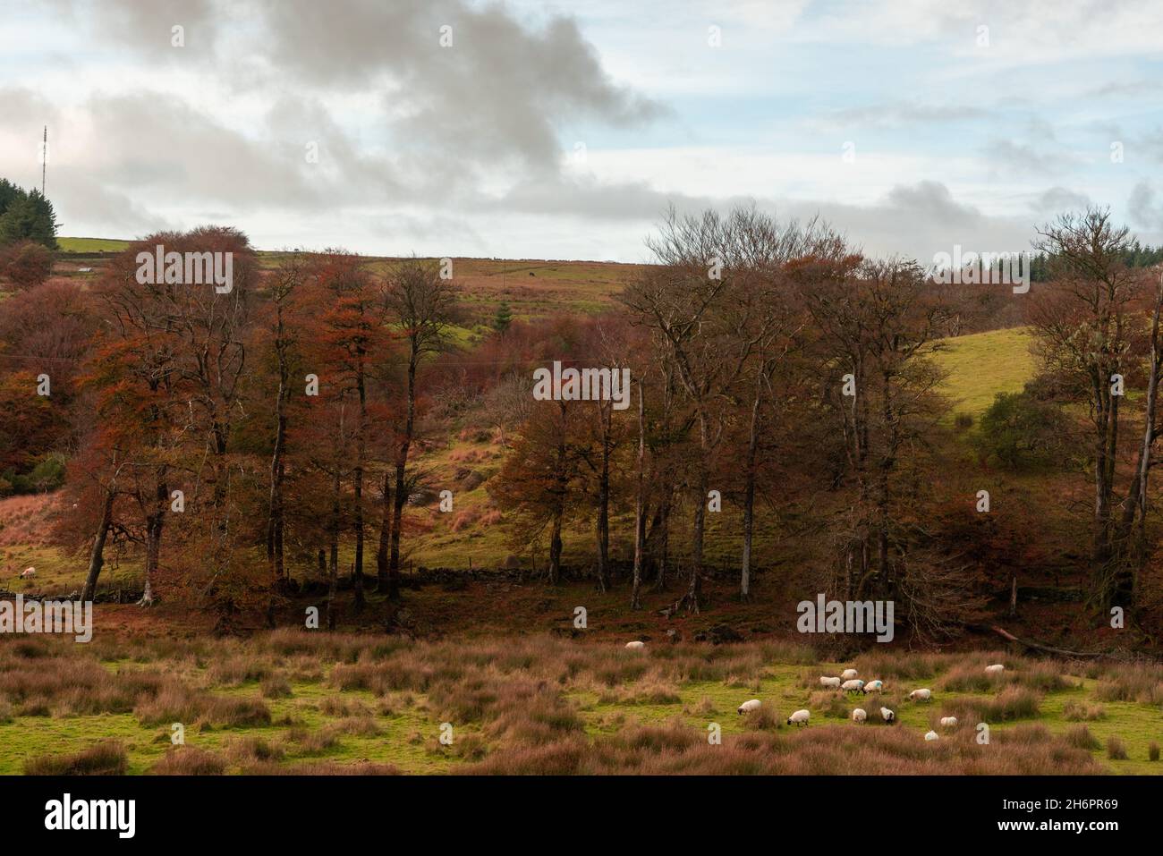 Woodland on Dartmoor Devon england uk autumn fall Stock Photo - Alamy