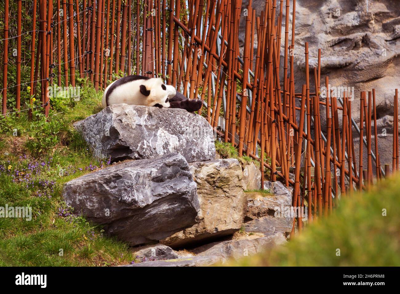 Giant Panda sleeping on the stone, lying down near bamboo fence Stock ...