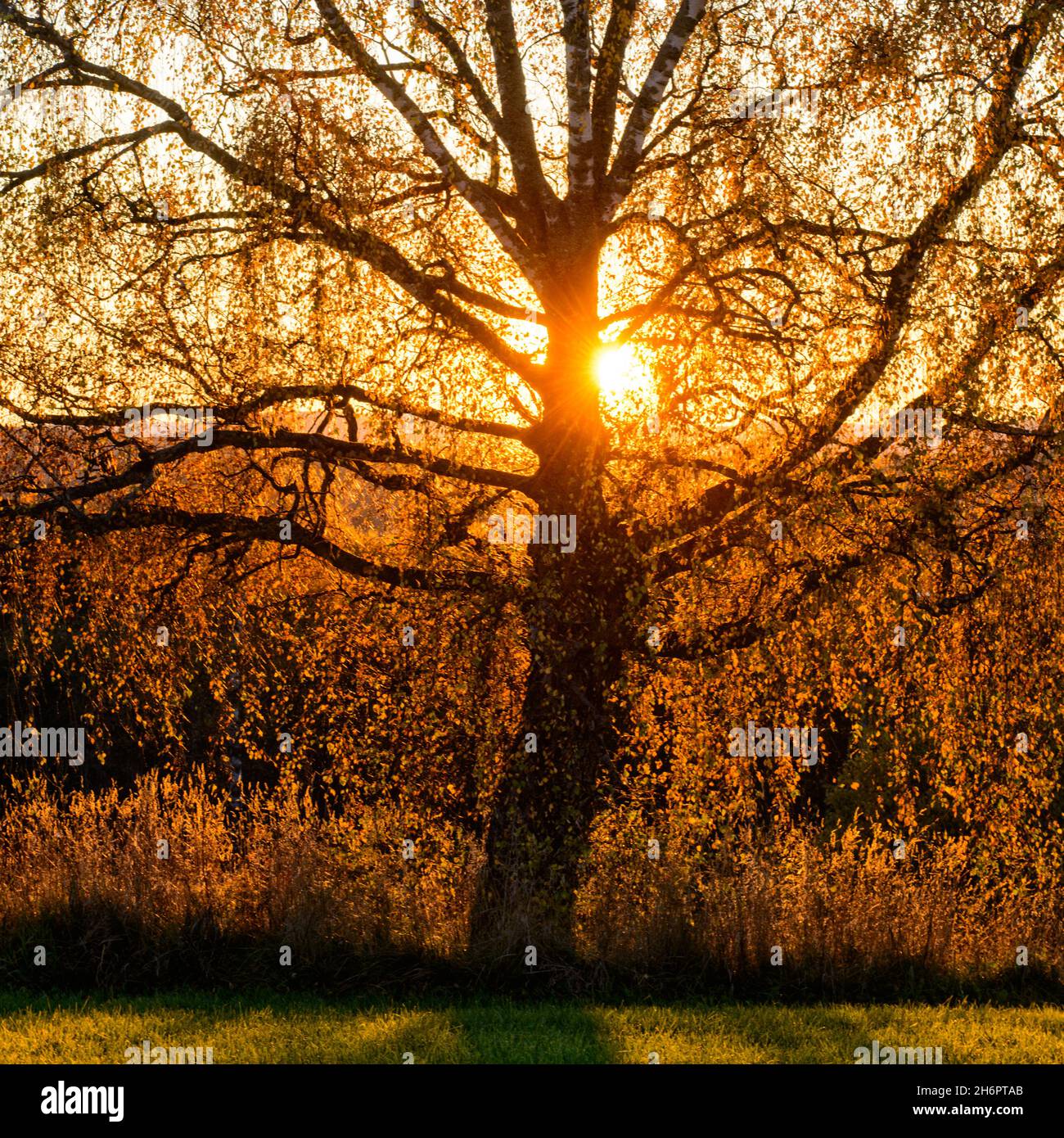Sun setting behind tree Stock Photo - Alamy