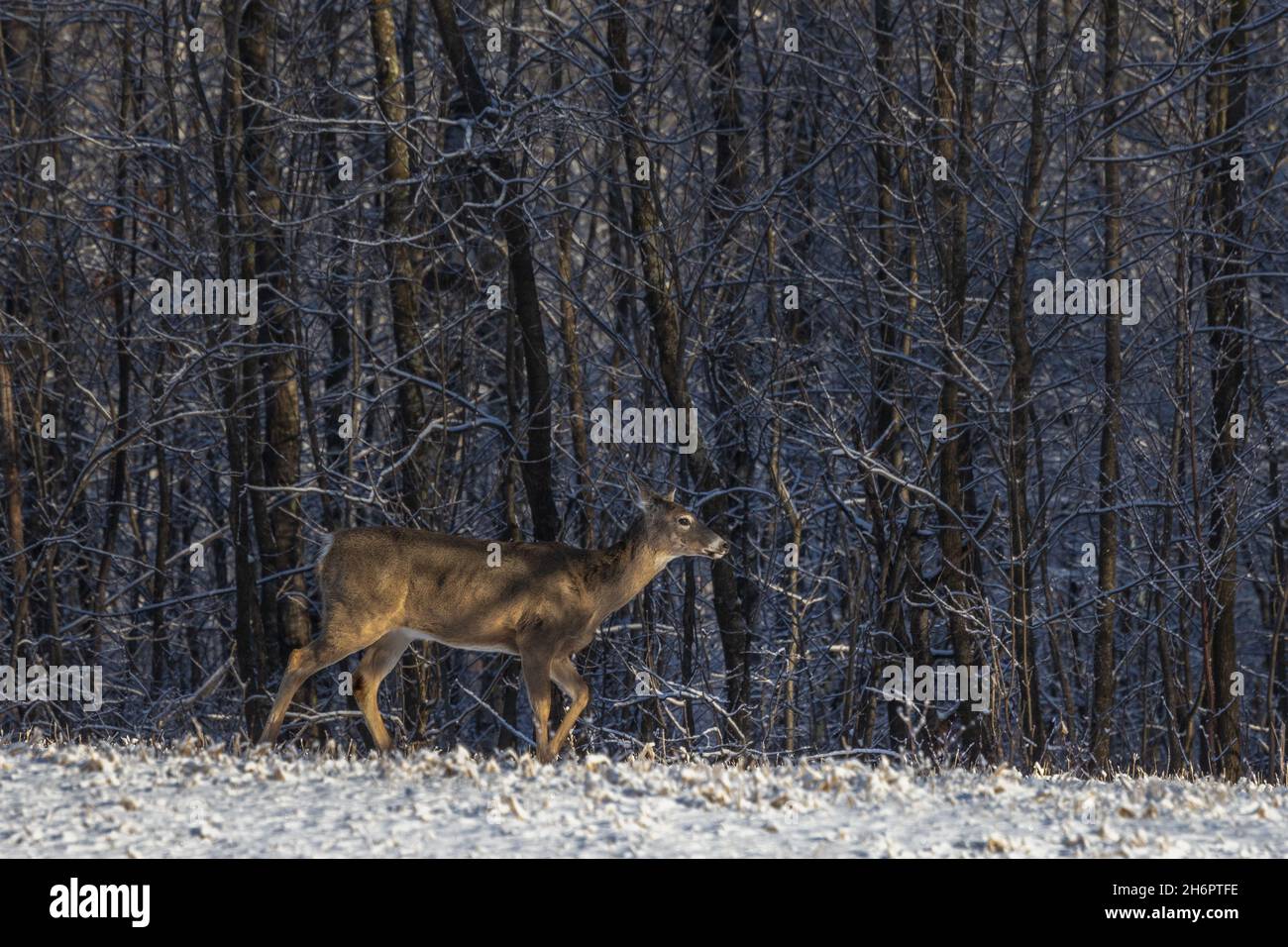 White-tailed doe walking in the shadows of a northern woodland Stock ...