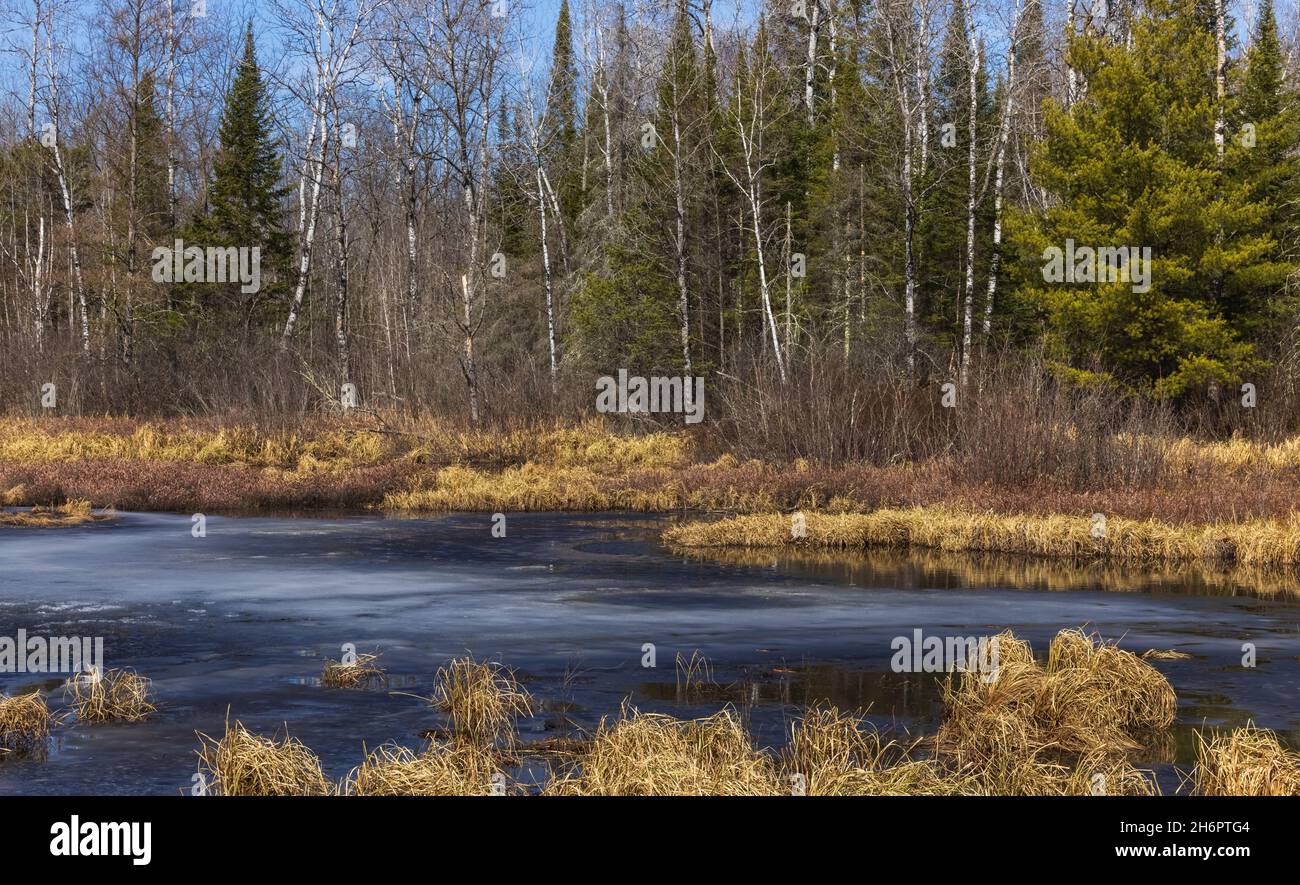 Thawing wetland in the Chequamegon National Forest of northern ...