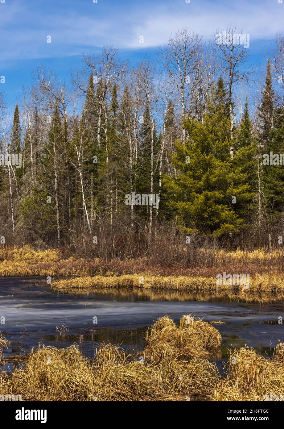 Thawing wetland in the Chequamegon National Forest of northern ...