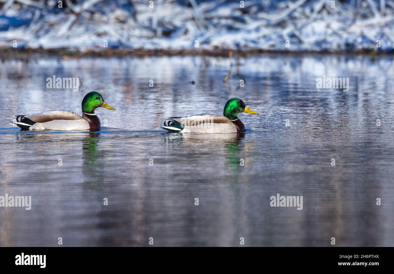 Drake mallards in northern Wisconsin Stock Photo - Alamy