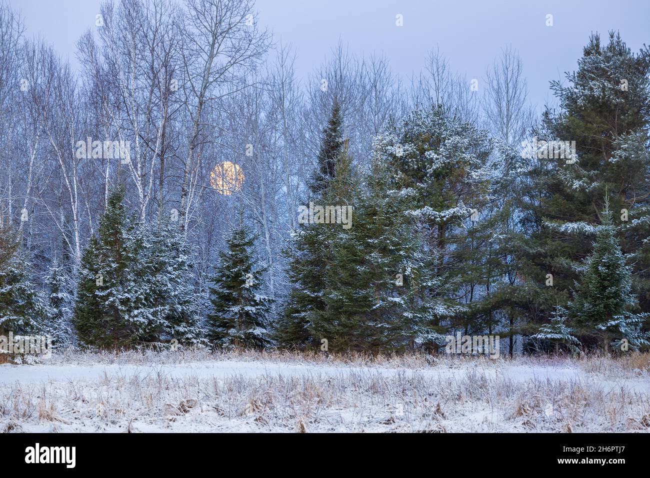 The full moon setting behind a northern Wisconsin woodland Stock Photo ...