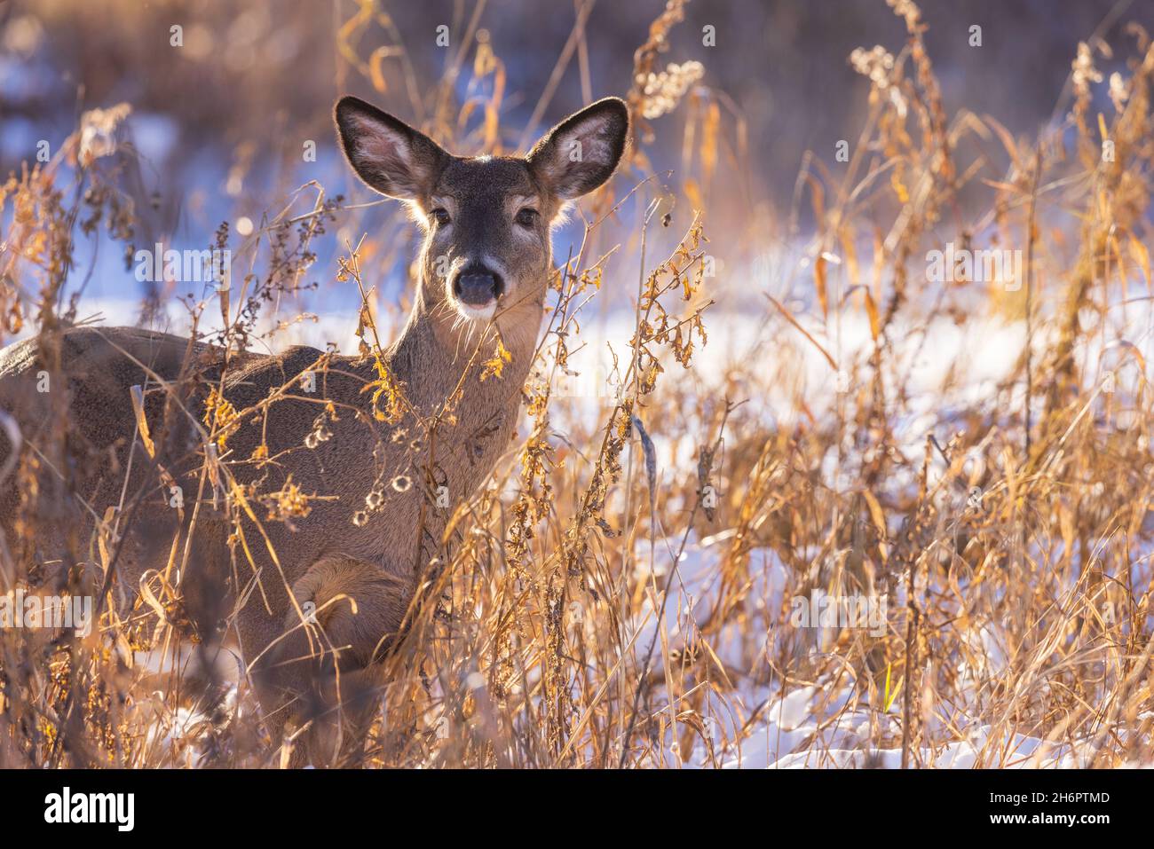 Backlit whitetail deer hi-res stock photography and images - Alamy