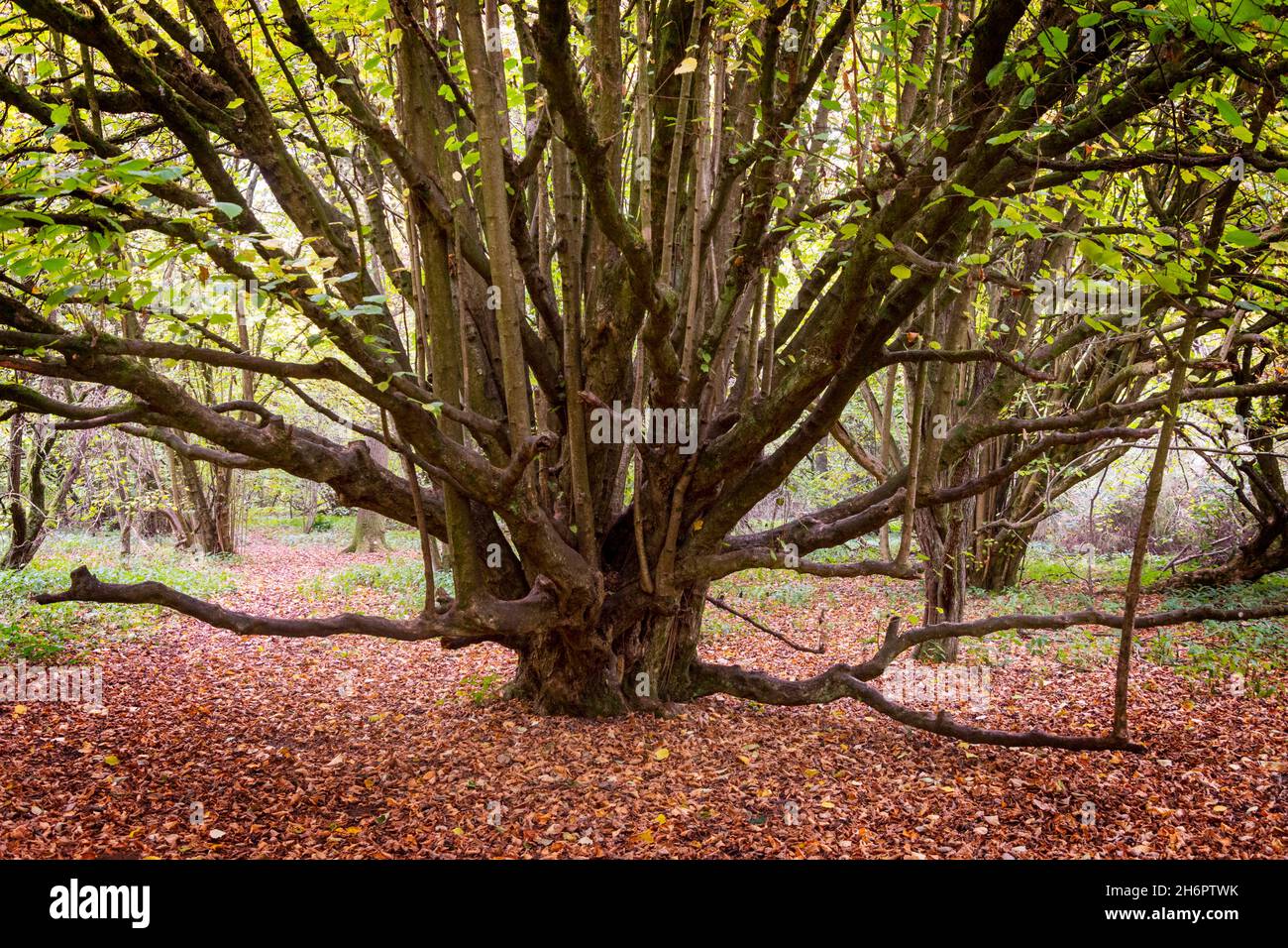 Pollarded tree in woodland, Oxfordshire, UK Stock Photo - Alamy