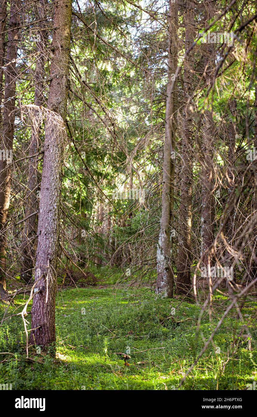 Beautiful view of the grass and long high trees in a forest with ...