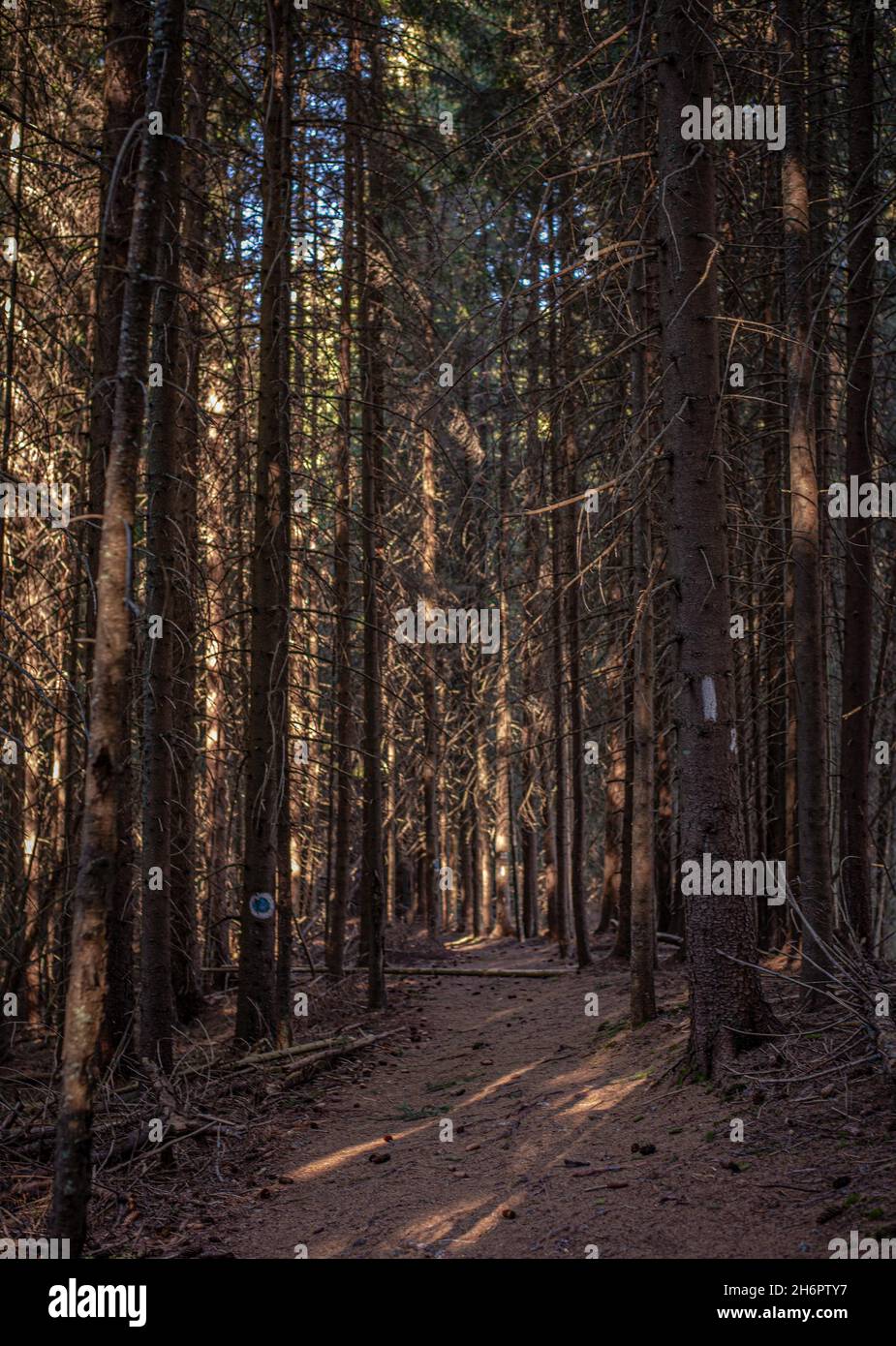 Beautiful view of the dray ground and long high trees in a forest with ...