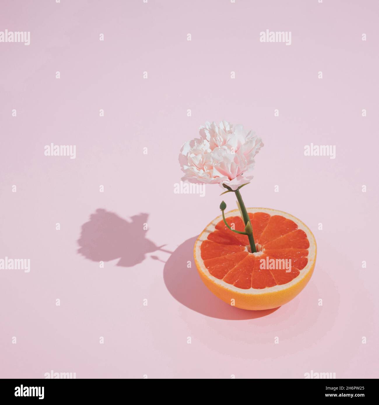 Pink flower growing out of red grapefruit on pastel background. Minimal ...