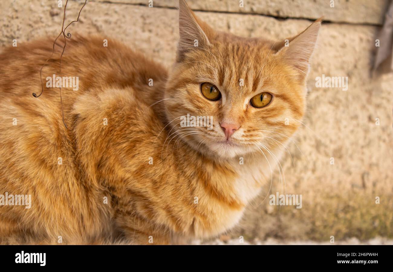 Cat close up portrait hi-res stock photography and images - Alamy