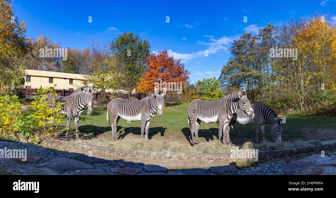 A picture of a group of Grevy's Zebras eating hay at the Ostrava Zoo ...