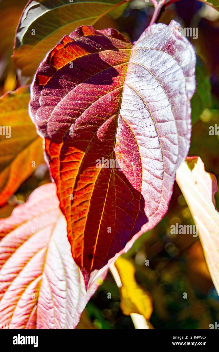 Autumnal colors in the leaves of the trees in the parks of Madrid, in ...