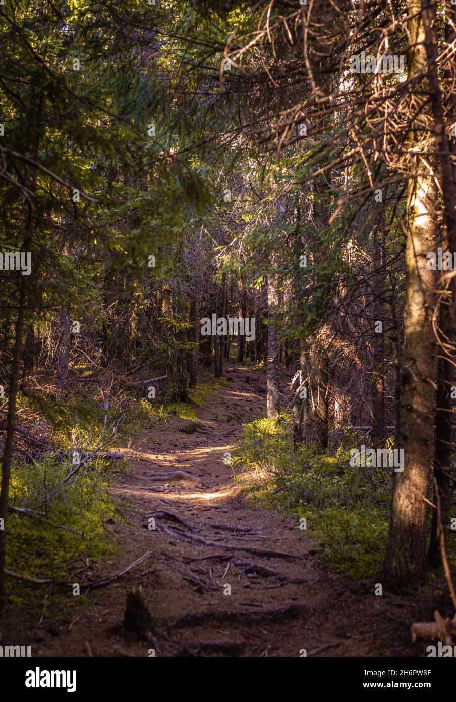 Beautiful scenery of the grass, plants and long trees in a forest Stock ...