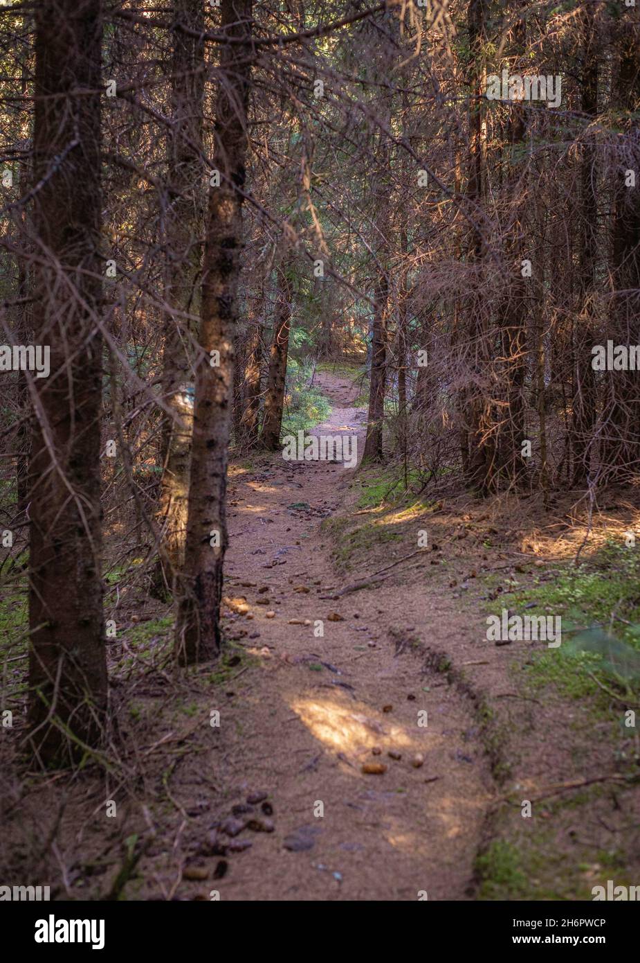 Beautiful scenery of the grass, plants and long trees in a forest Stock ...