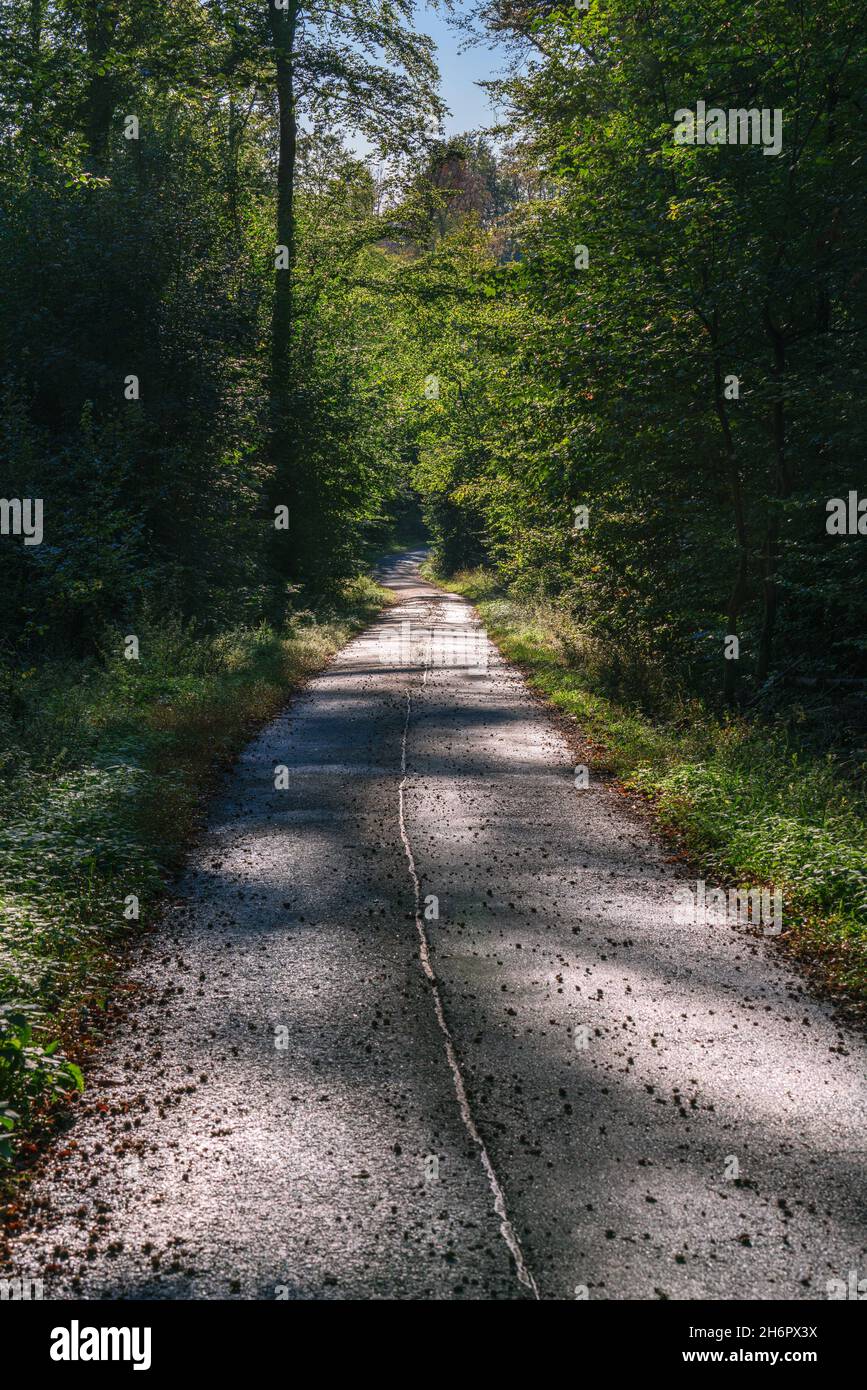 Road through a forest with lights and shadows on the pavement. A summer ...