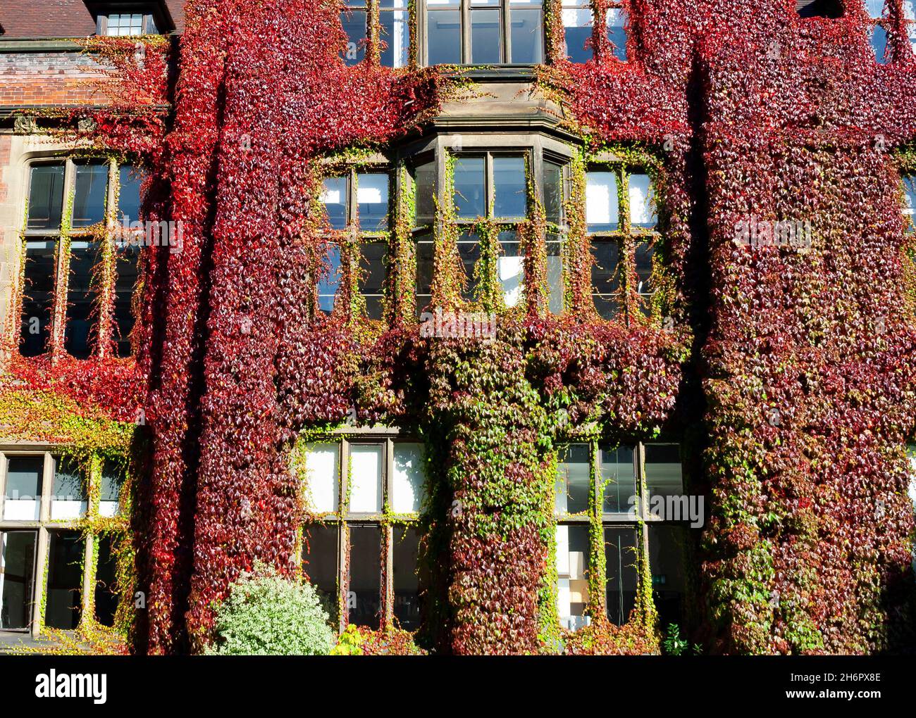 Close-up of the ivy-covered building of the School of Architecture at ...
