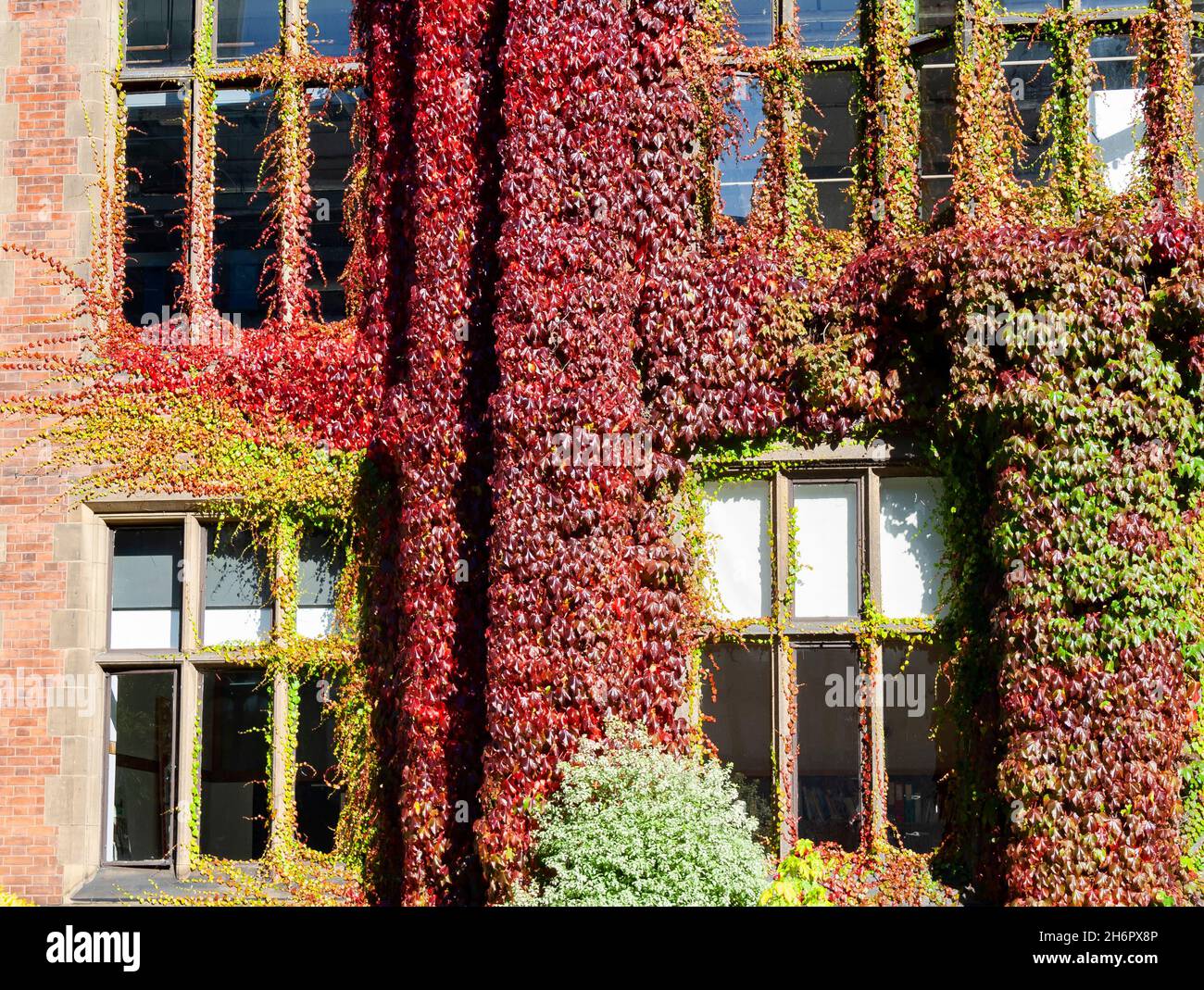 Close-up of the windows of an ivy-covered building at Newcastle ...