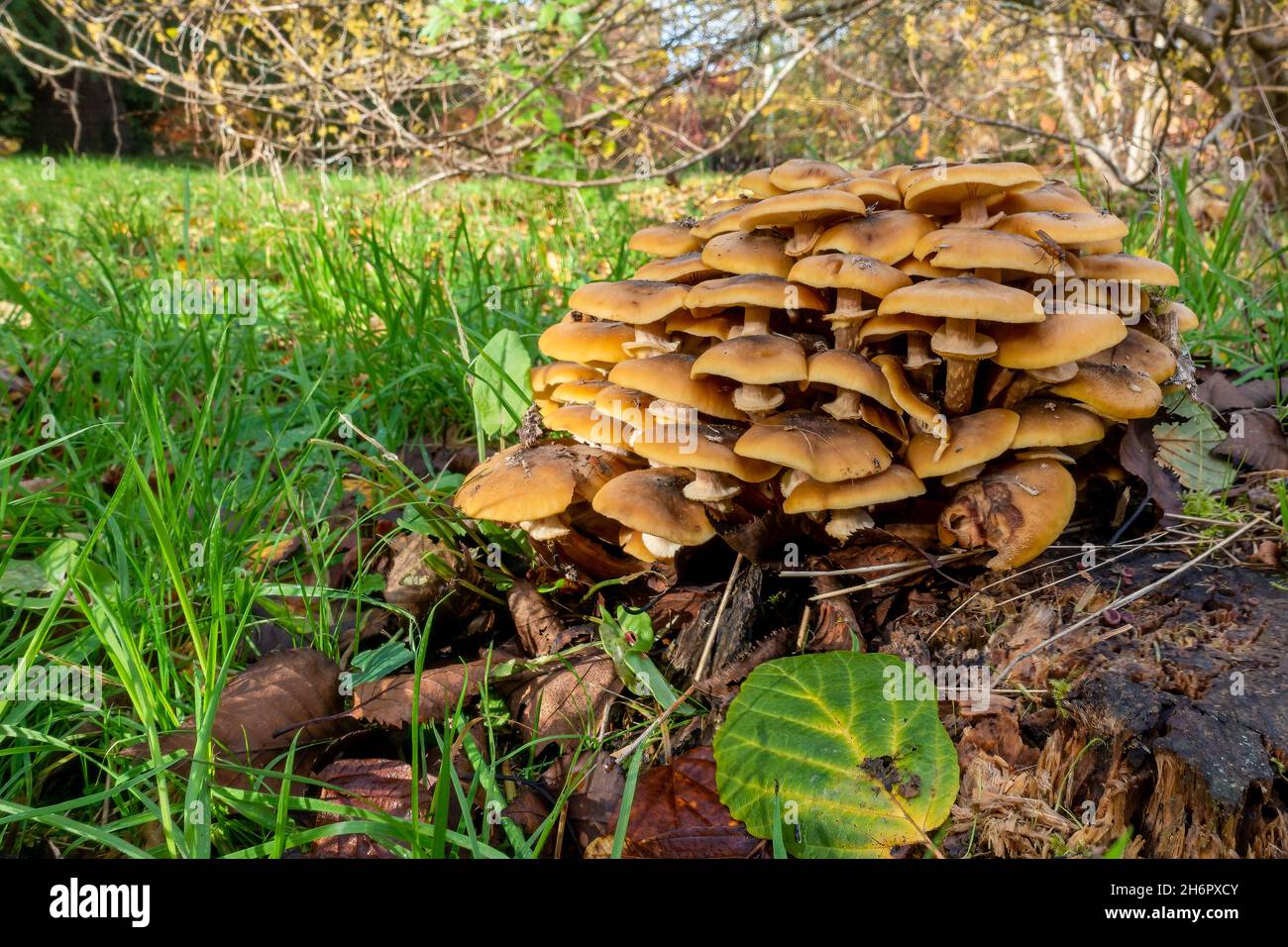 Clump of brown toadstools in a meadow in the autumn Stock Photo - Alamy