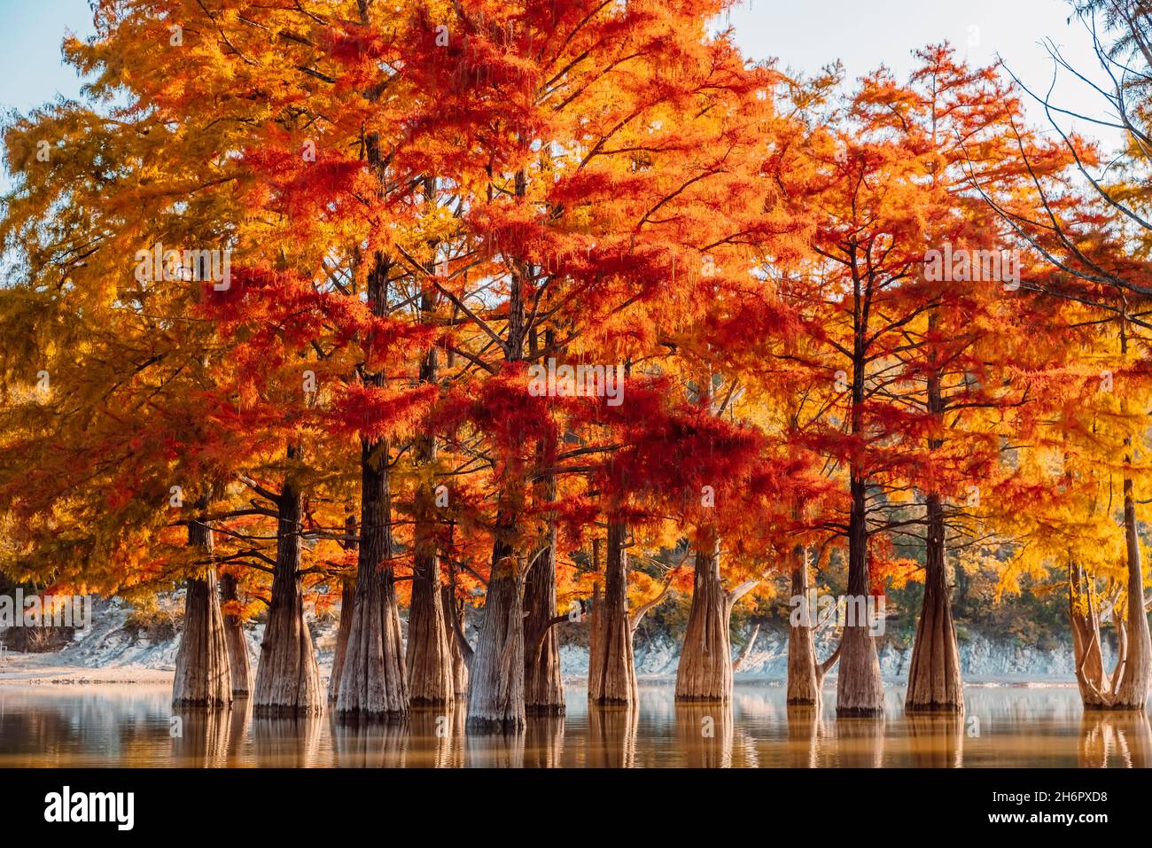 Swamp cypress grove hi-res stock photography and images - Alamy