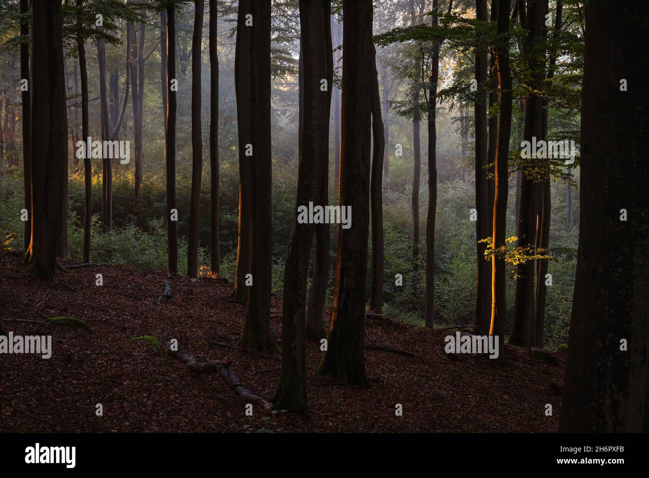 Low sun shines in a summer forest. A dark scene Stock Photo - Alamy