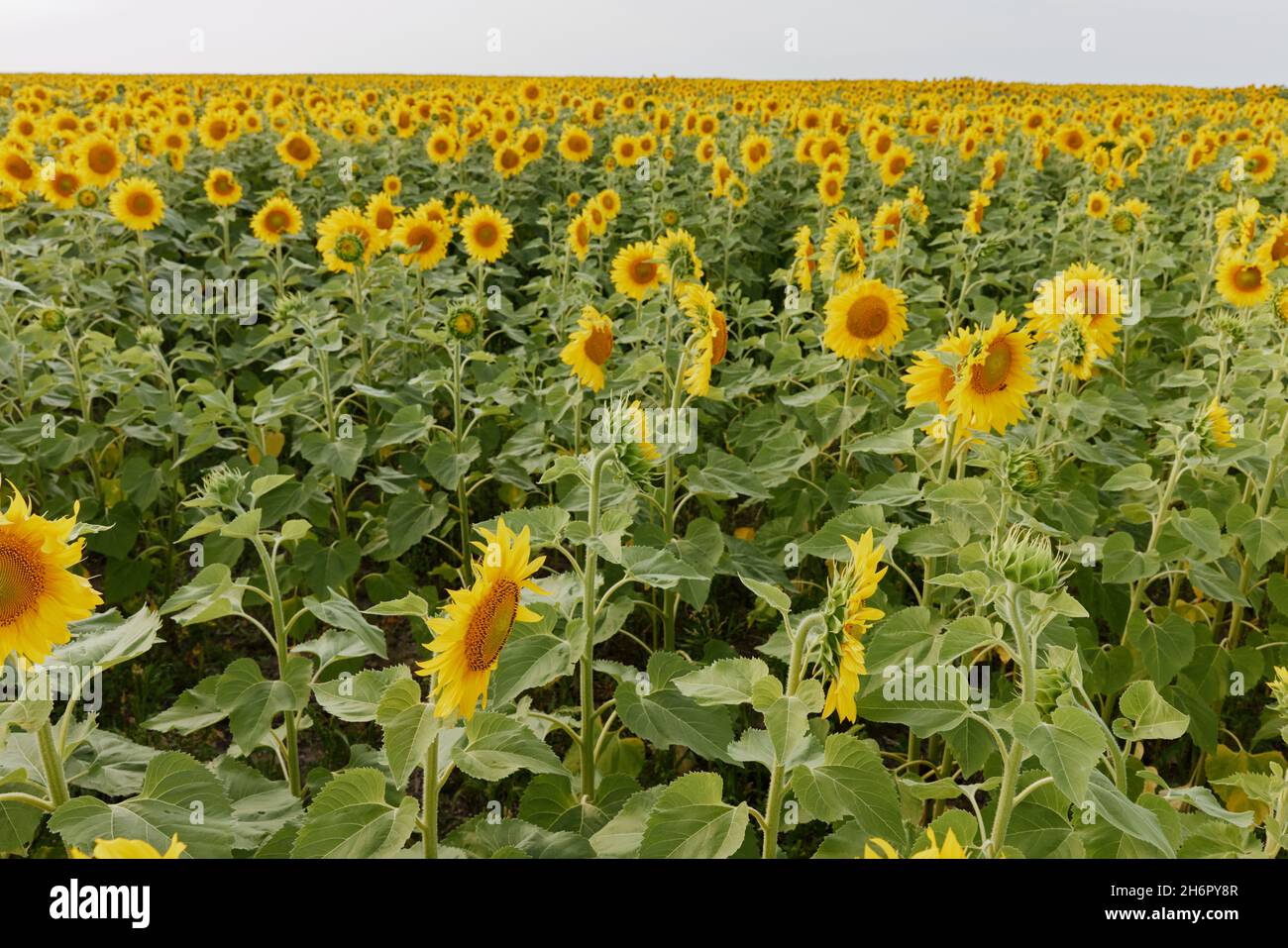 Fields with an infinite sunflower a beautiful landscape color image ...