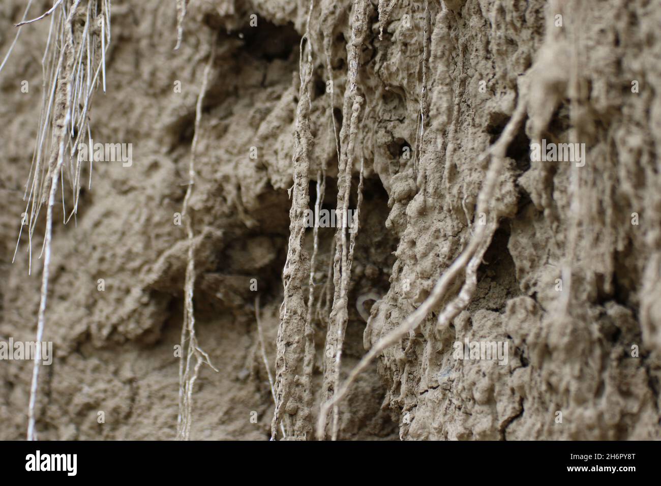 Roots covered with mud in the Tatacoa desert, Colombia Stock Photo - Alamy