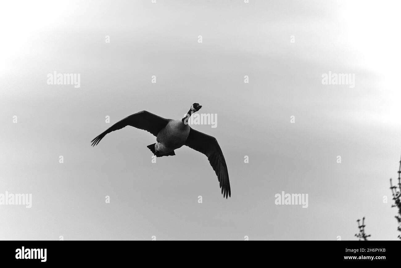Flying bird aquatic bird Black and White Stock Photos & Images - Alamy