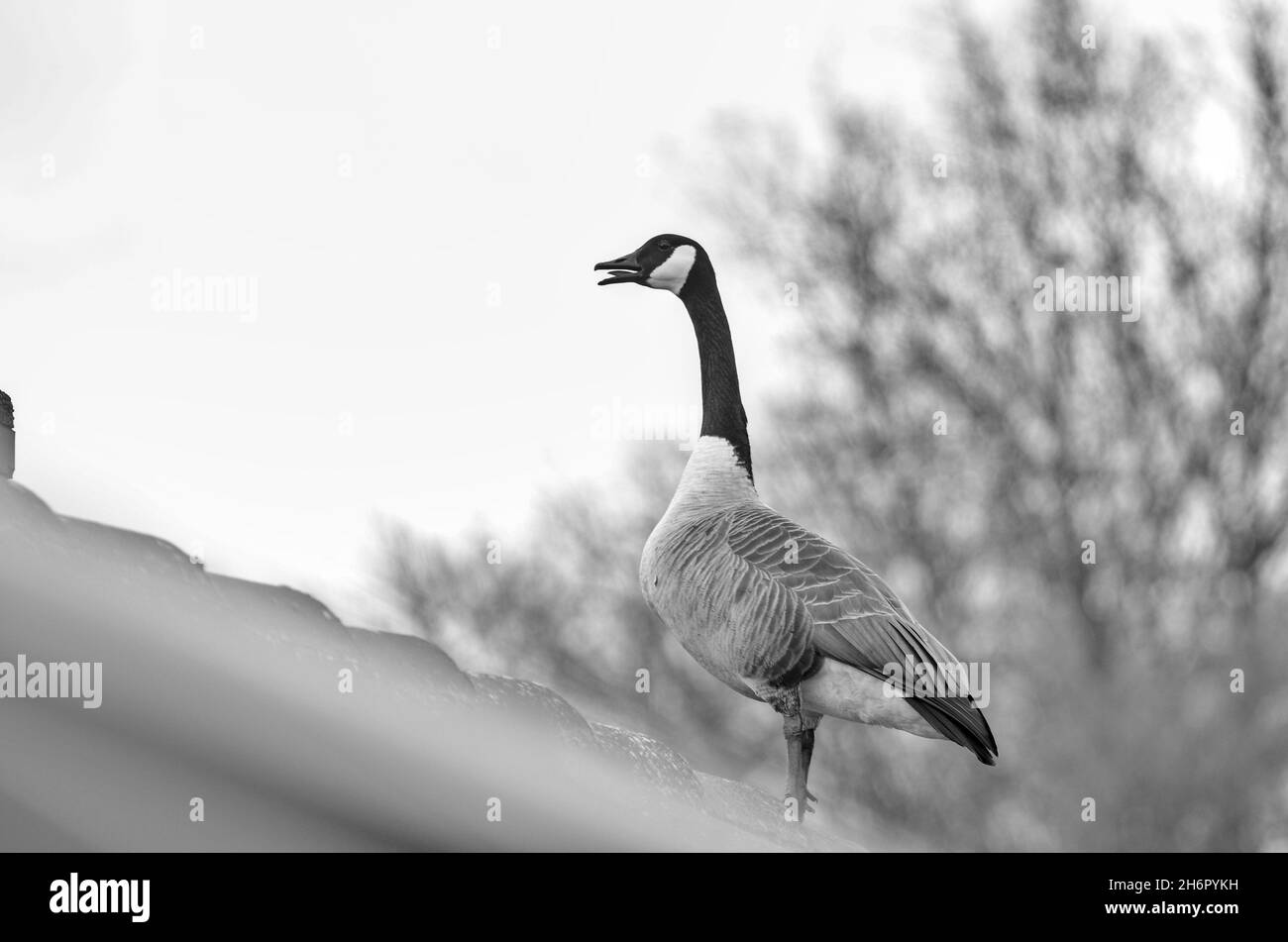 Shot goose Black and White Stock Photos & Images - Alamy