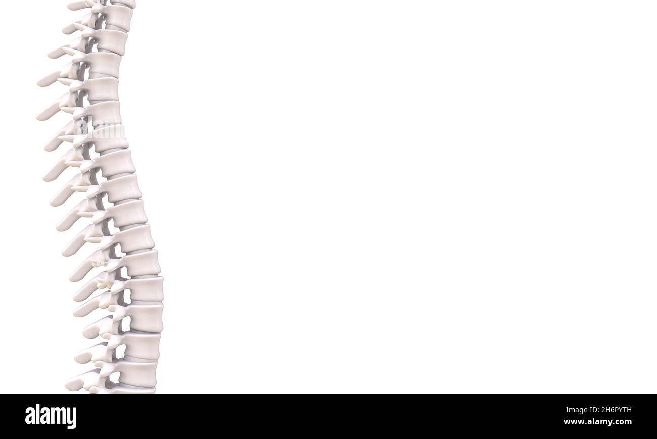 backbone on white background. copyspace. 3d render Stock Photo - Alamy