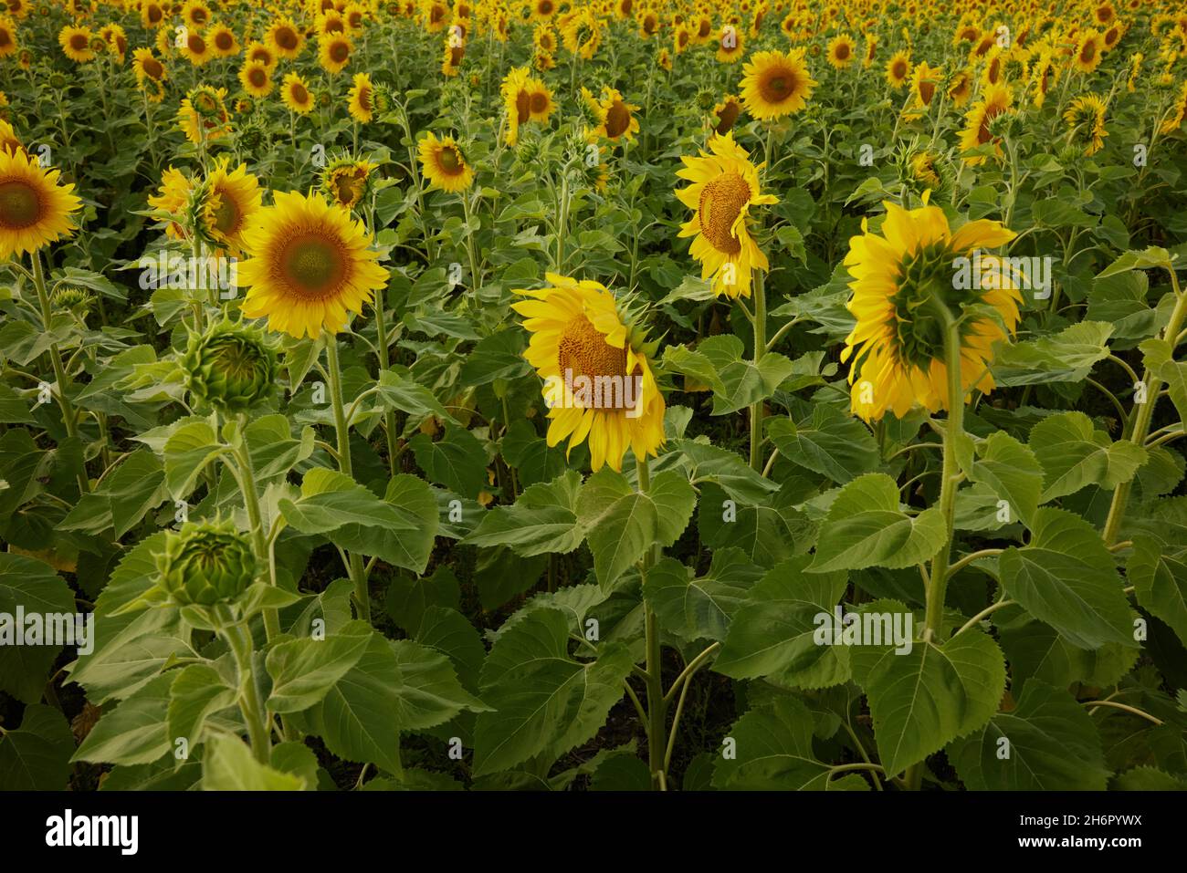 Sunflower in the abundance field Agricultural field color image Stock ...