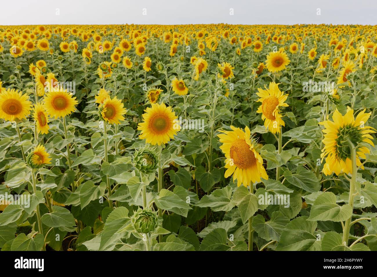 Fields with an infinite sunflower a beautiful landscape color image ...