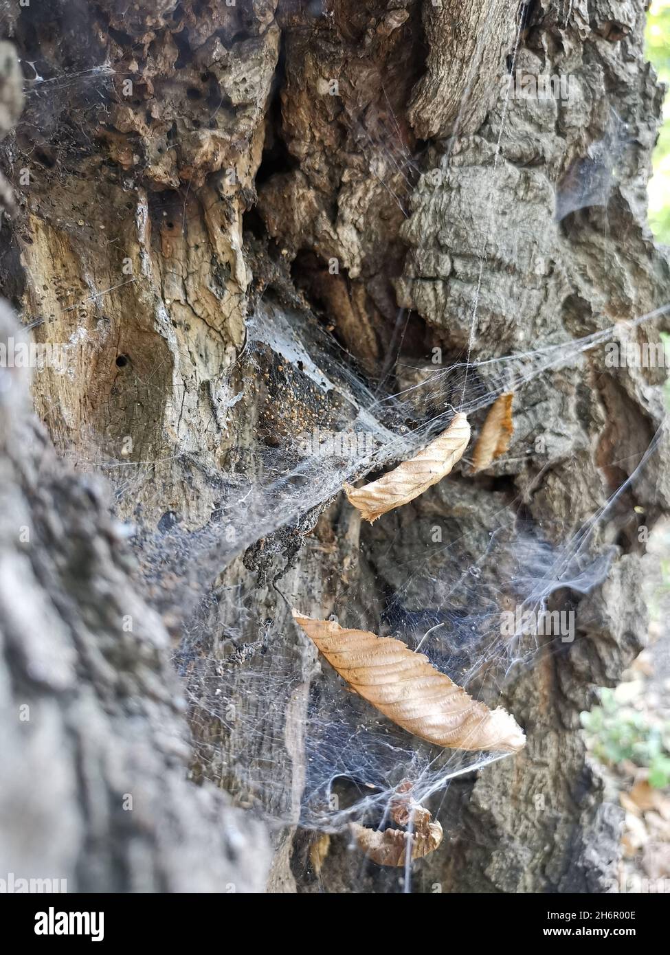 Tree trunk with cobweb and dry leaves Stock Photo - Alamy