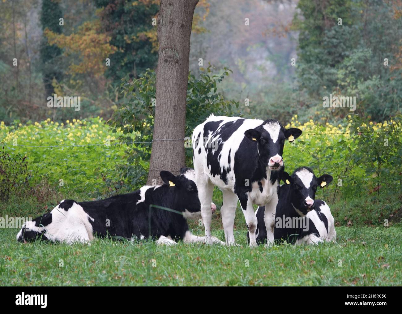 Picturesque picture of three cows. Three young cows in a German meadow ...