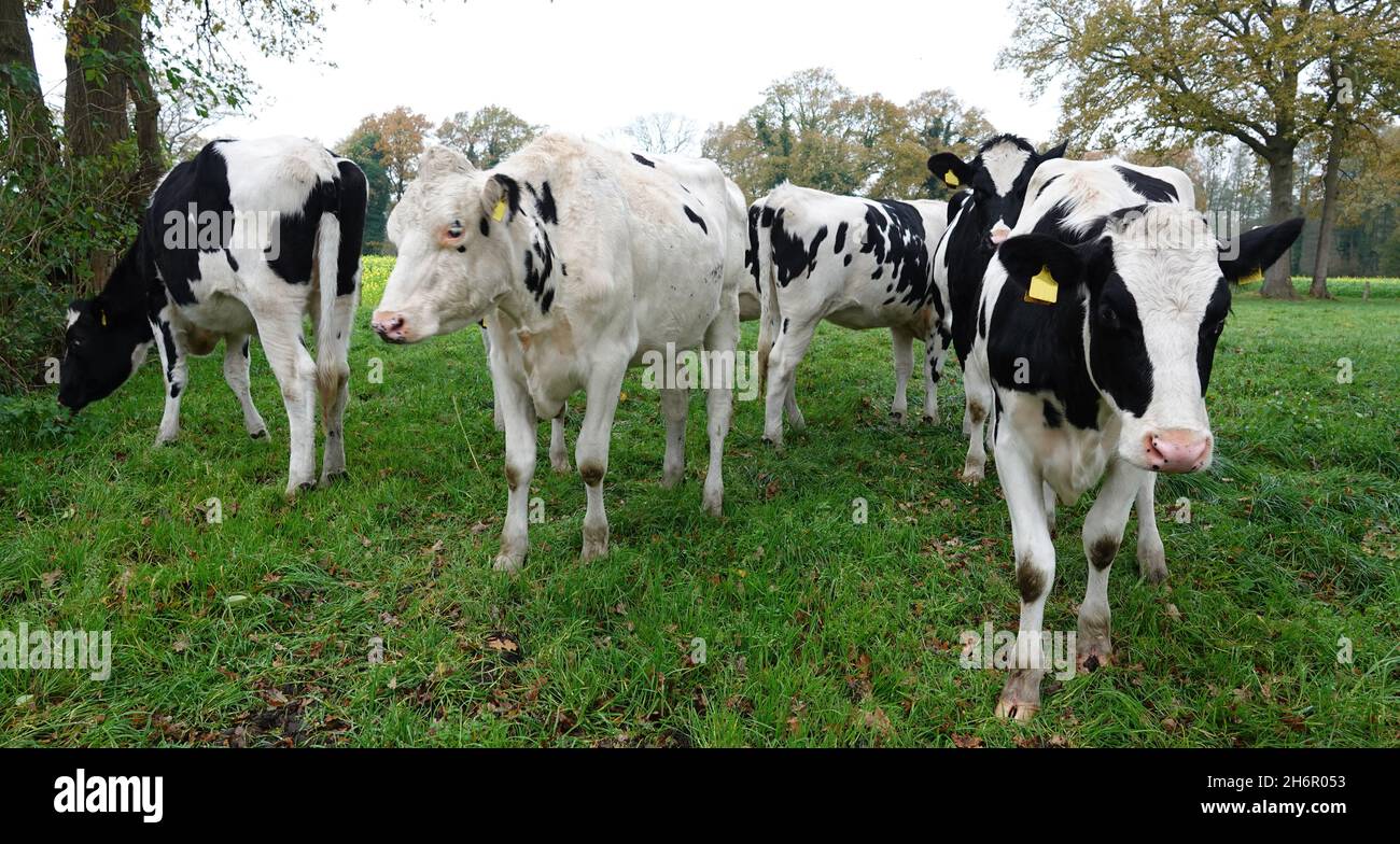 Group of five cows on a meadow in Germany. Holstein Friesian cattle ...