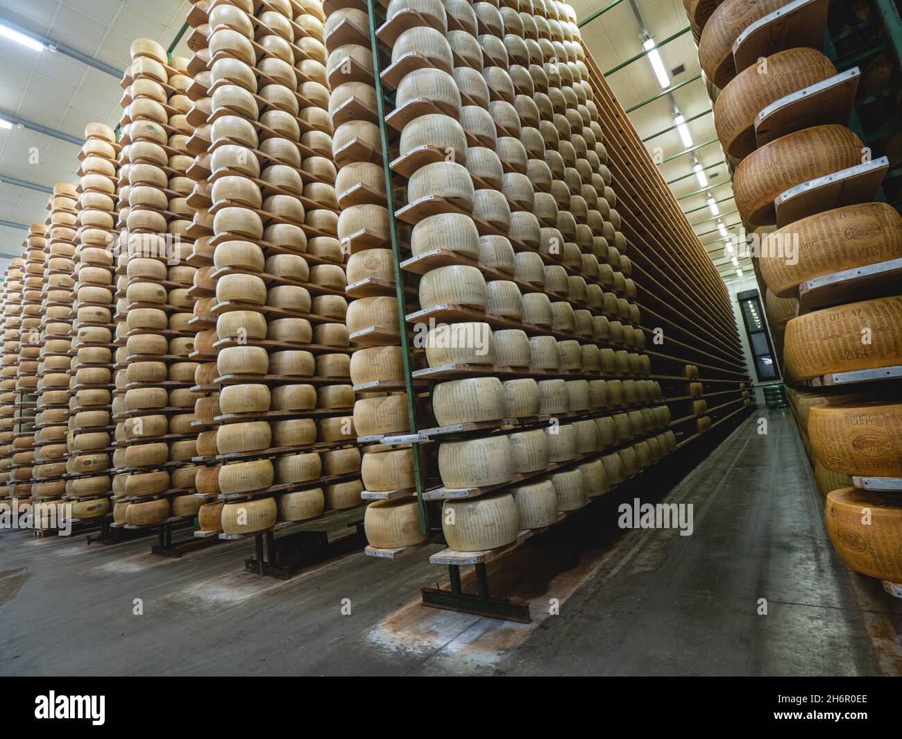 parmesan Parmigiano Reggiano cheese wheel maturing in the diary farm ...