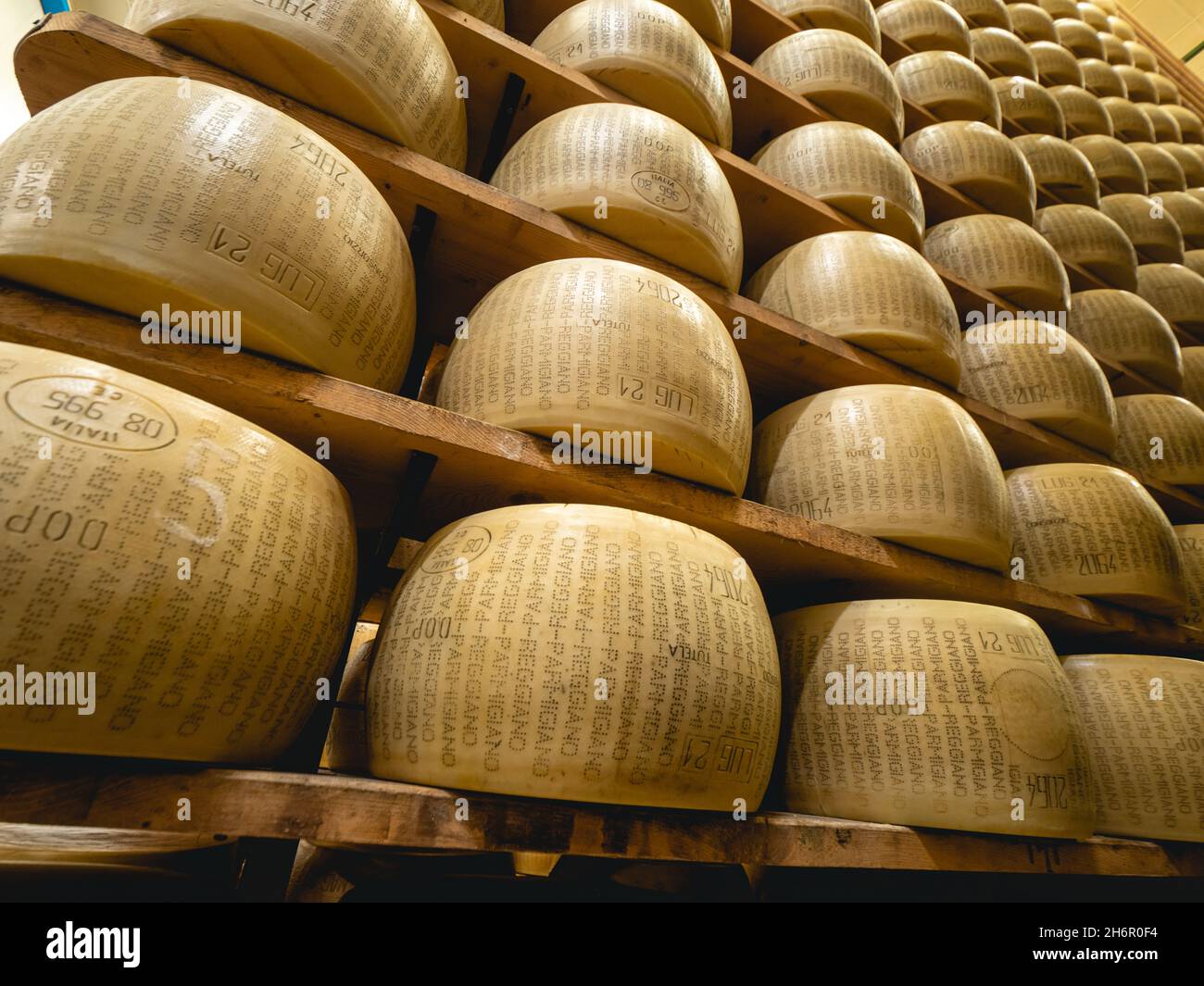 parmesan Parmigiano Reggiano cheese wheel maturing in the diary farm ...