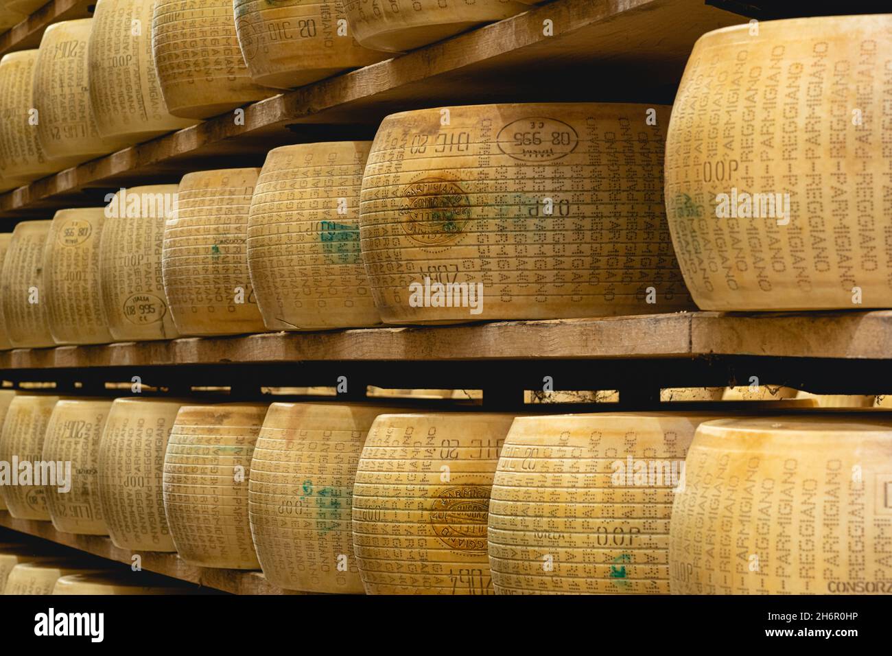 parmesan Parmigiano Reggiano cheese wheel maturing in the diary farm ...