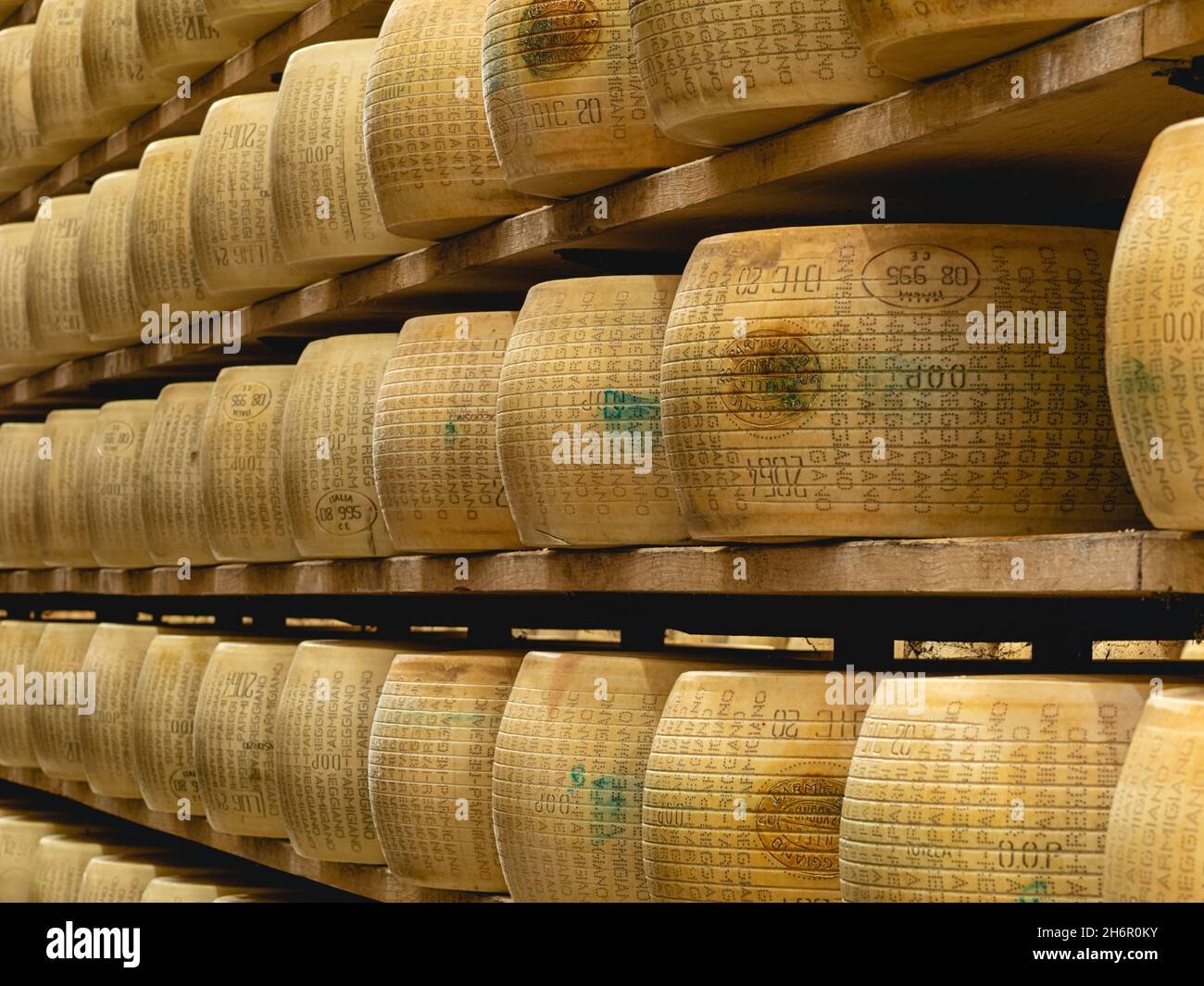 parmesan Parmigiano Reggiano cheese wheel maturing in the diary farm ...